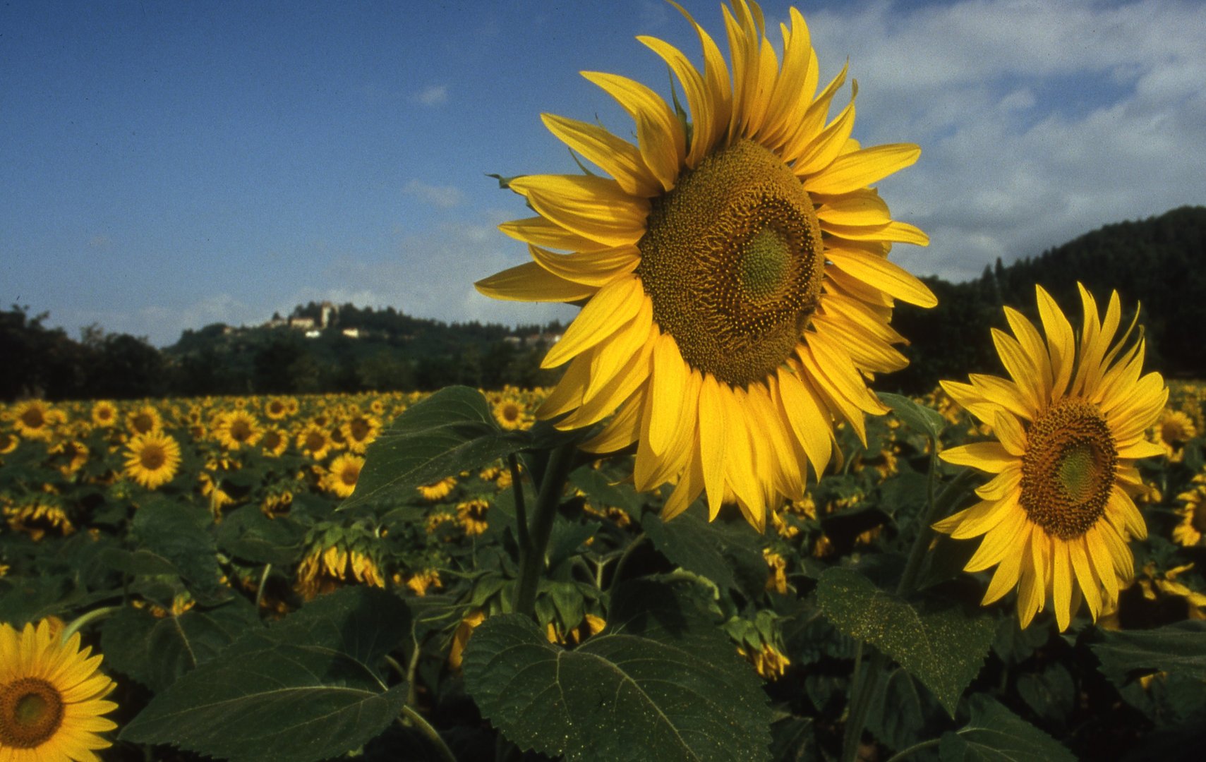 Prato Turismo - Montemurlo: Storia, Ville e Tessuti