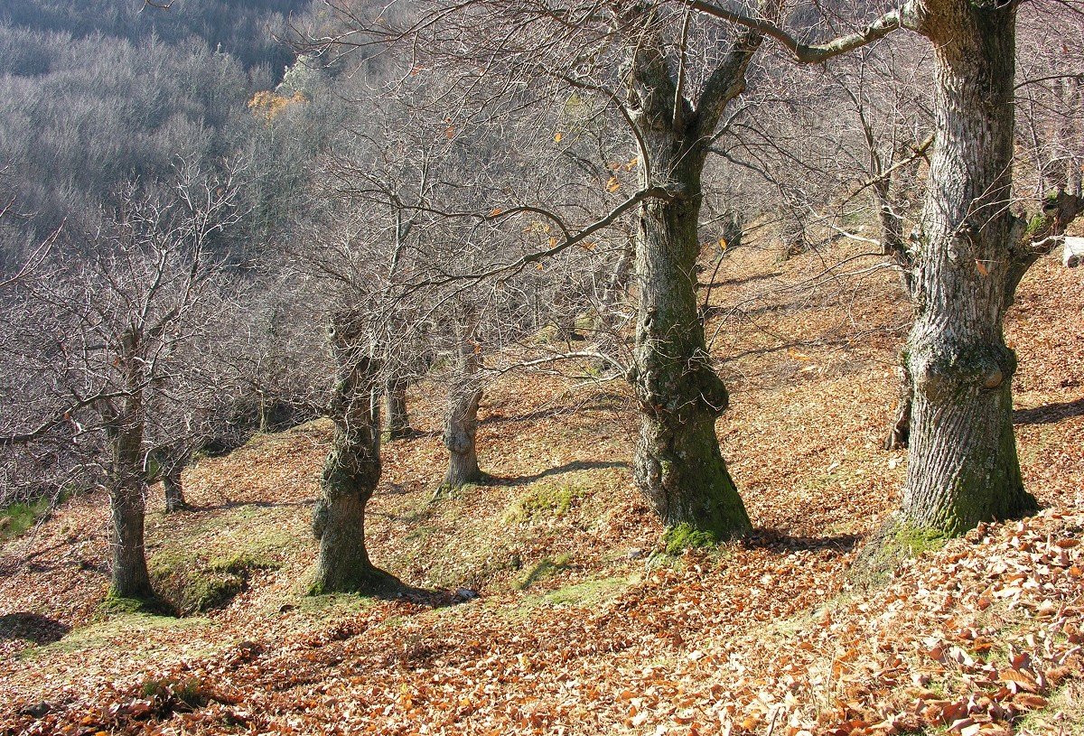 Prato Turismo - Castagne della Val Bisenzio